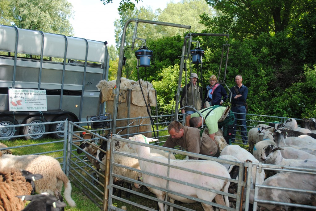 Schapen scheren - By de Han